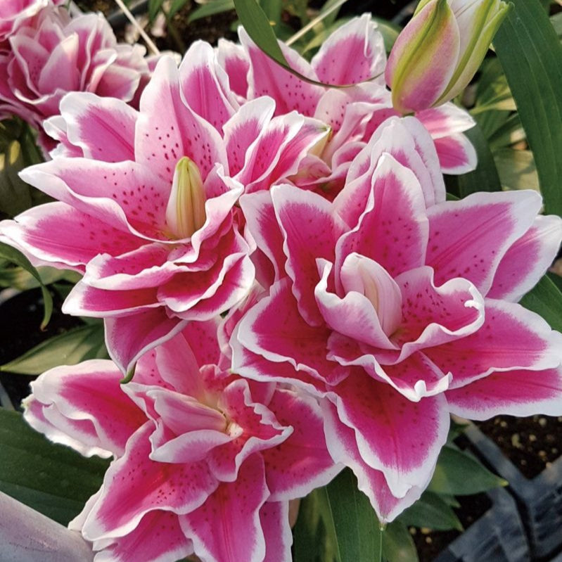 CNY flowers - Taiwan Pink Double Lily (5 stems) – 興發鮮花市場 Hing Fat ...