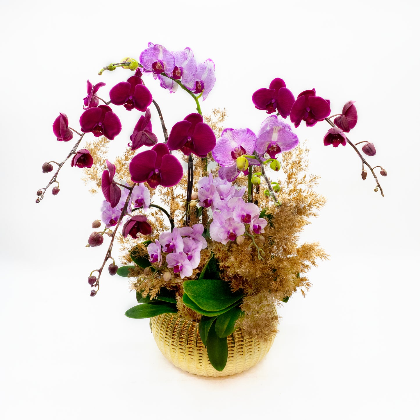 Phalaenopsis Orchids - Orchid in Golden woods – 興發鮮花市場 Hing Fat Flower ...