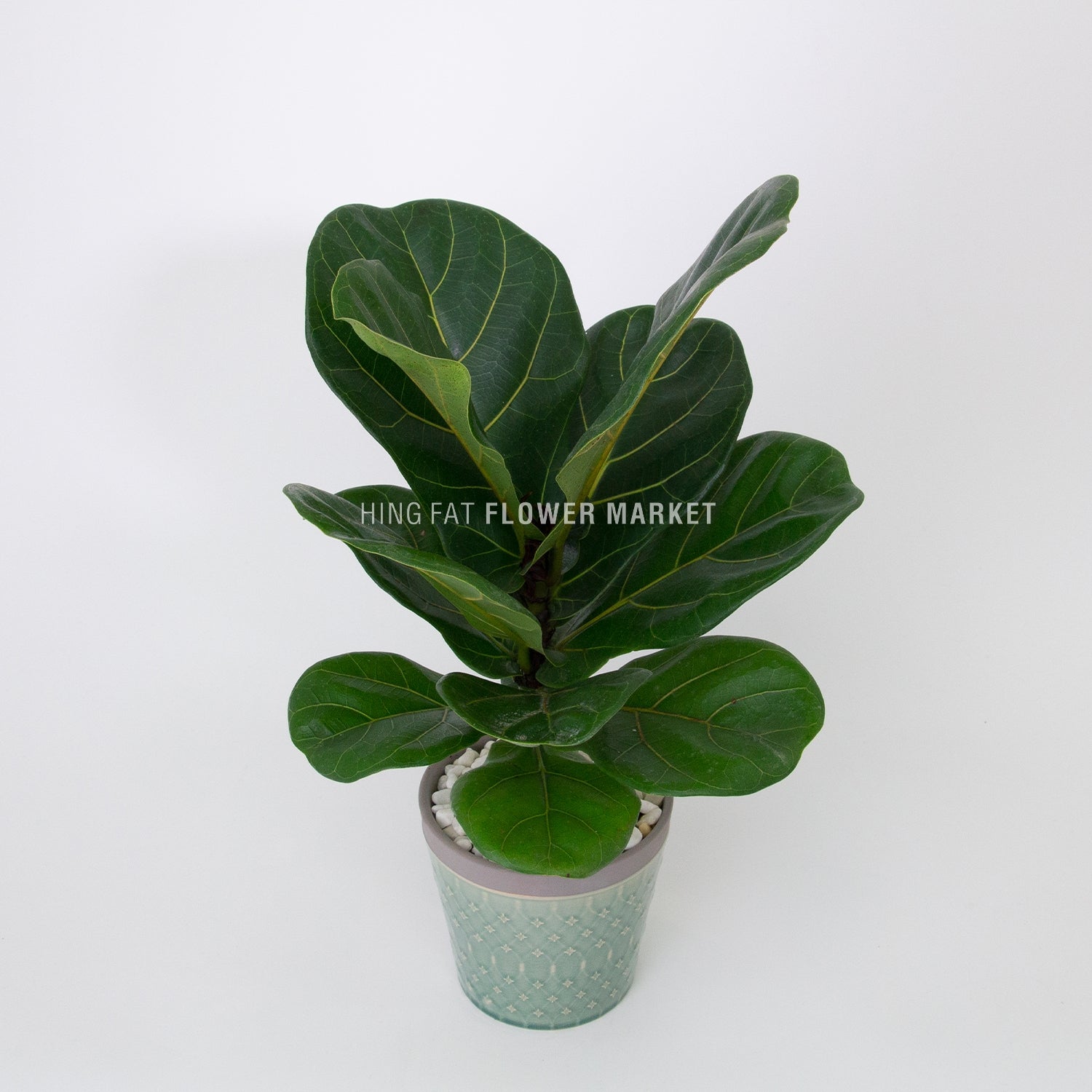 Plant - Ficus lyrata – 興發鮮花市場 Hing Fat Flower Market
